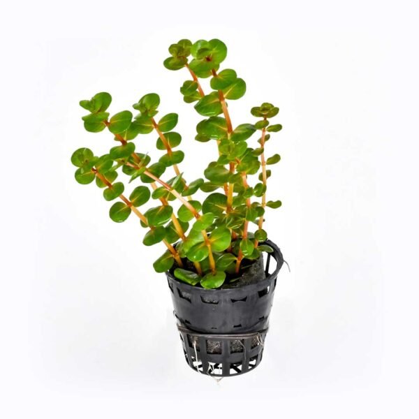 Rotala rotundifolia 'Hi Red' (‘H’ra’) - Green Water Aquascapes