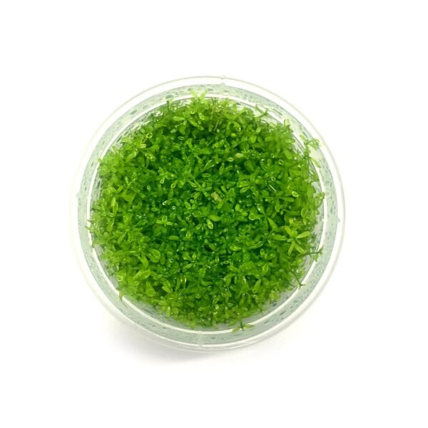 Micranthemum micranthimoids "Pearl weed" [Tc] - Green Water Aquascapes